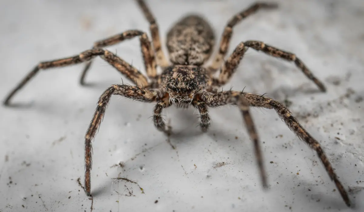 The Ultimate Guide to Spiders in Louisiana | LaJaunie's Pest Control