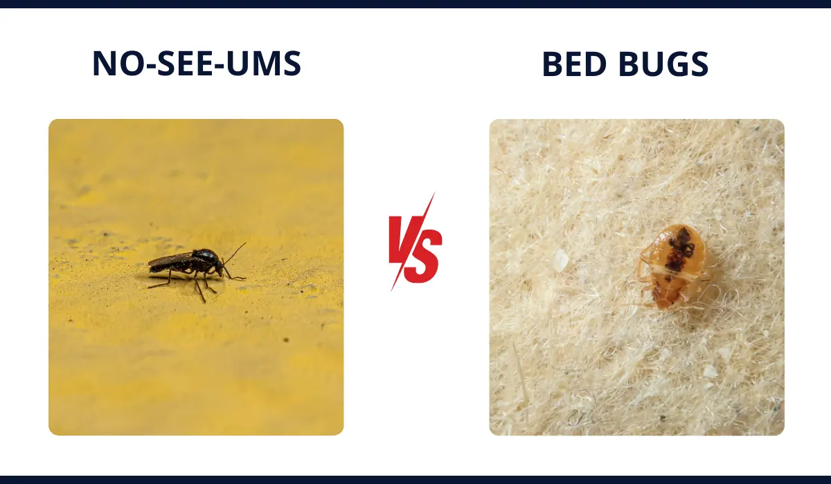 No-See-Ums vs. Bed Bugs: What’s Biting You? | LaJaunie's Pest Control