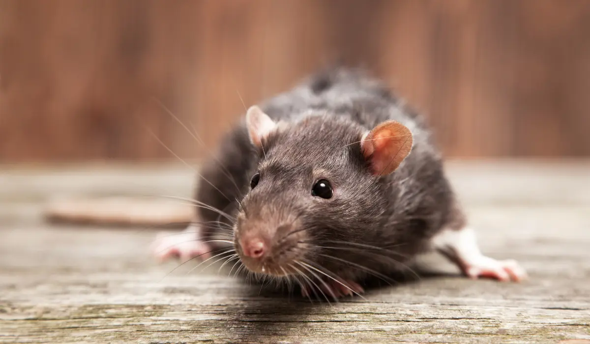 Have a Hard-to-Catch Rat in the House? Here Are Our 7 Tips