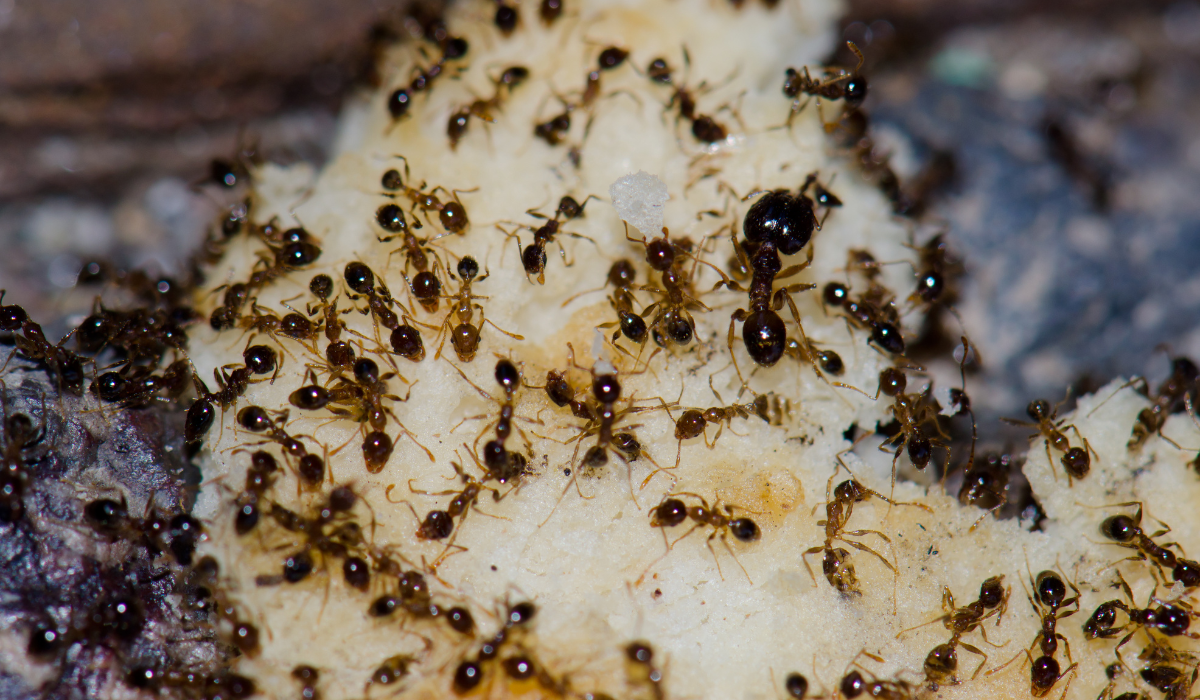 The Ultimate Guide to Ants in Louisiana