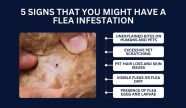5 Signs That You Might Have A Flea Infestation LaJaunie s Pest Control
