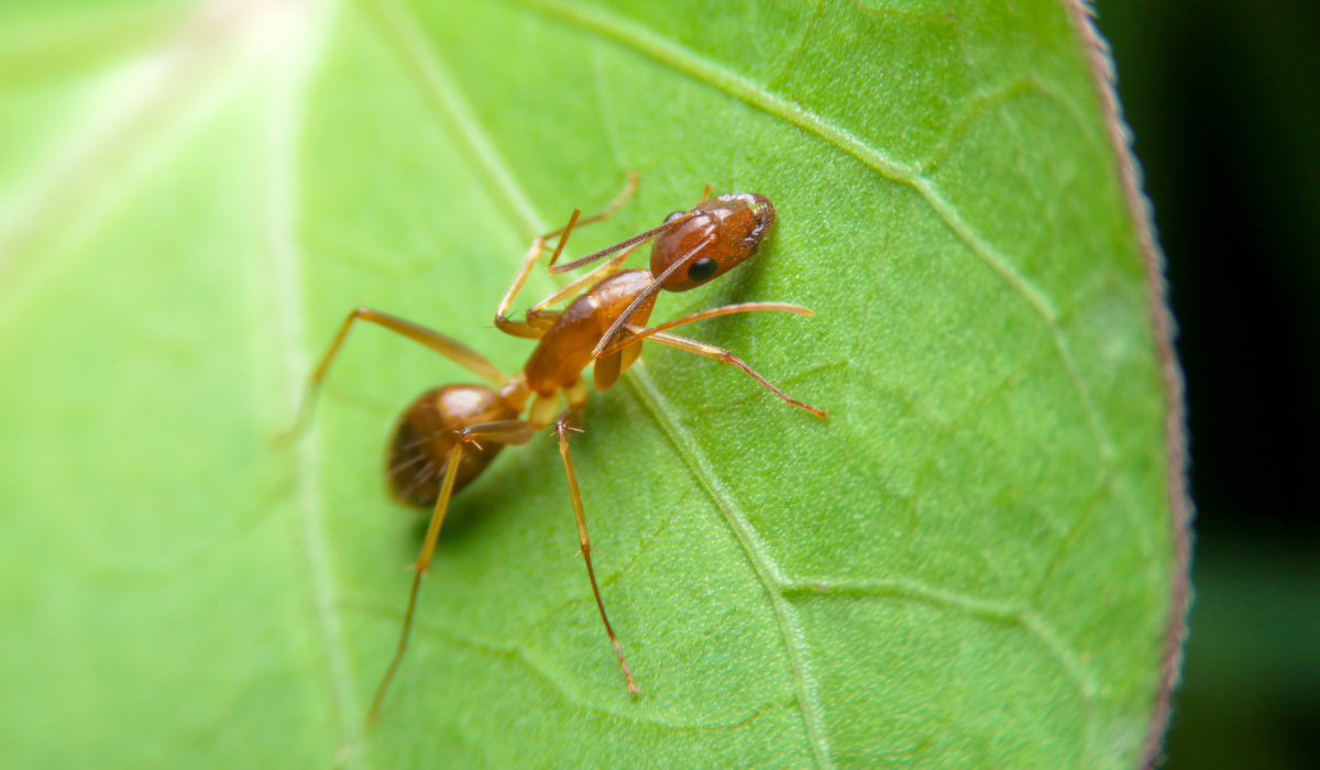 Do Pavement Ants Bite? Here’s What to Know