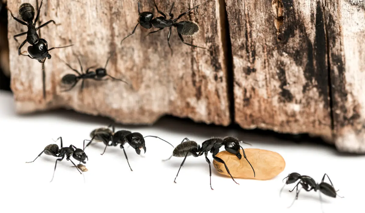 How to Effectively Get Rid of Carpenter Ants in Louisiana