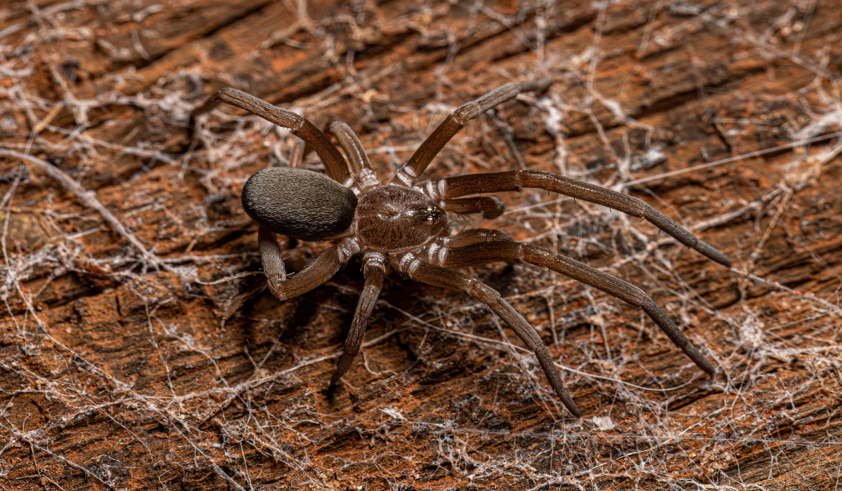 Southern House Spider in Louisiana: What to Know