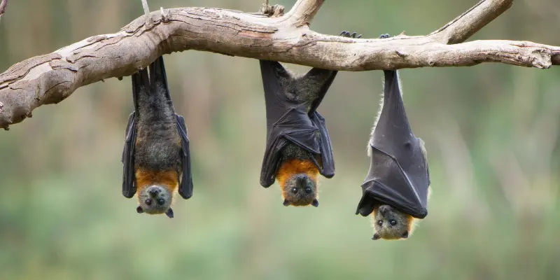 Do Bats Hibernate?