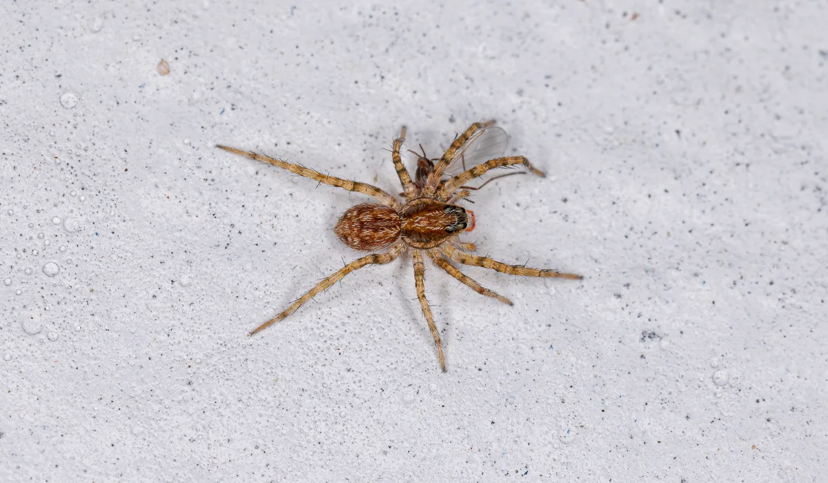 Wolf Spiders vs. Brown Recluse Spiders: What to Know