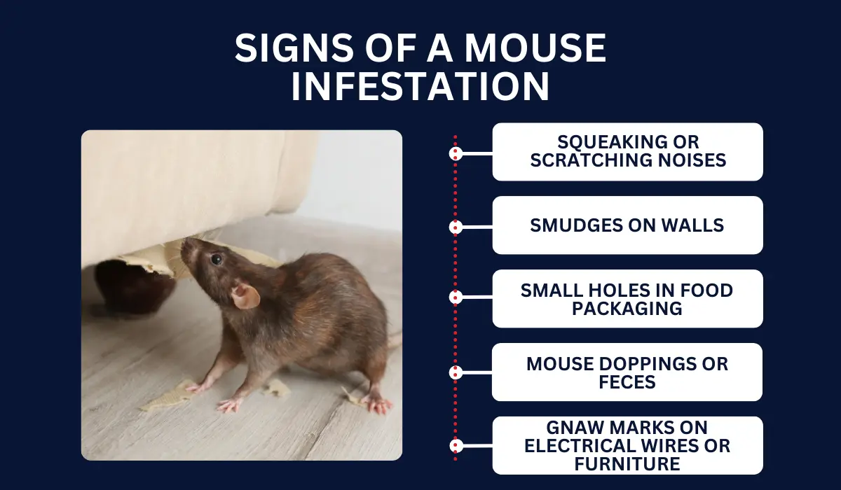 What Are the Signs of a Mouse Infestation?