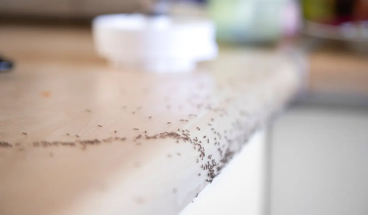 How to Use Diatomaceous Earth to Get Rid of Ants
