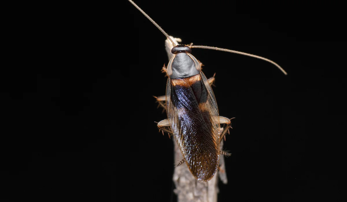 Smoky Brown Cockroaches in Louisiana: What to Know