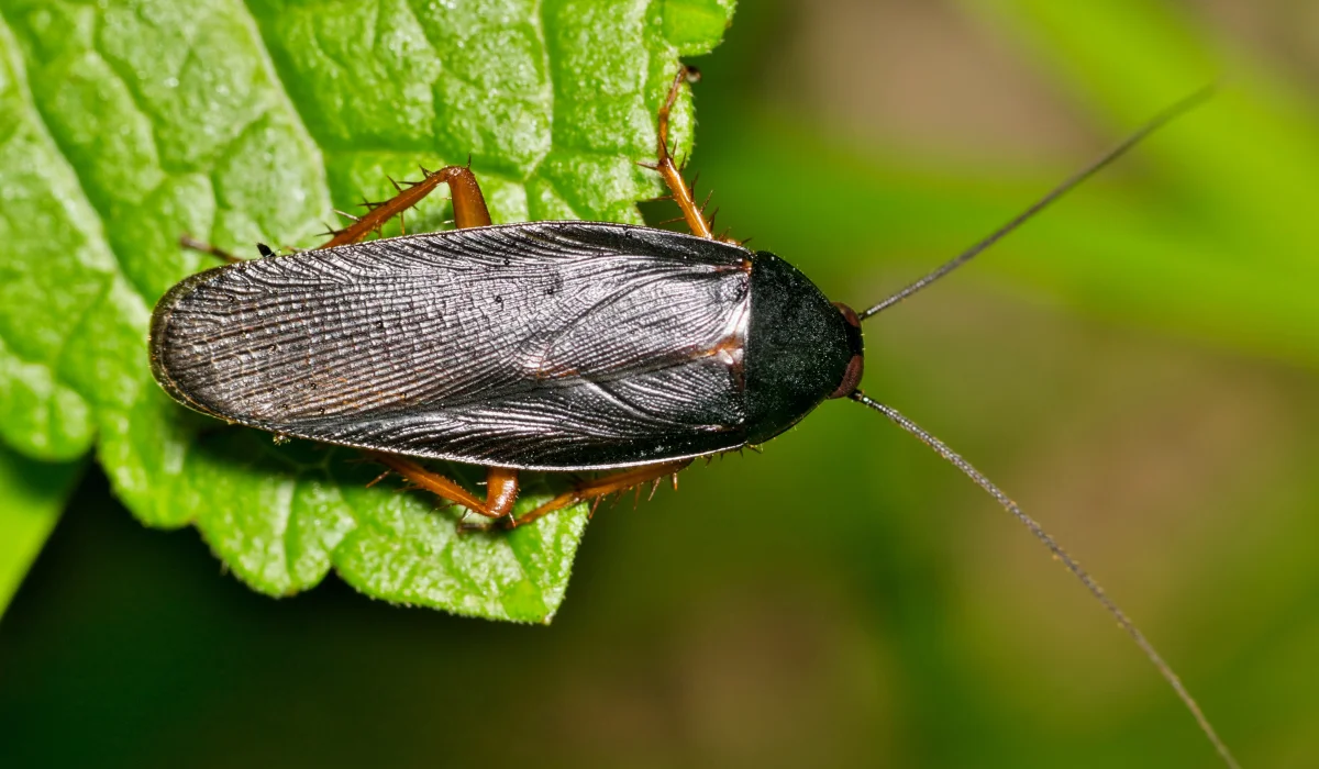 Smoky Brown Cockroaches in Louisiana: What to Know