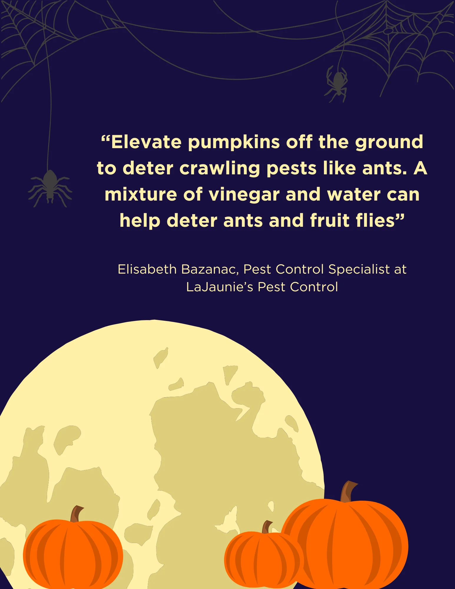 Don’t Let Pests Crash the Party: Expert Advice for Pest-Free Halloween ...