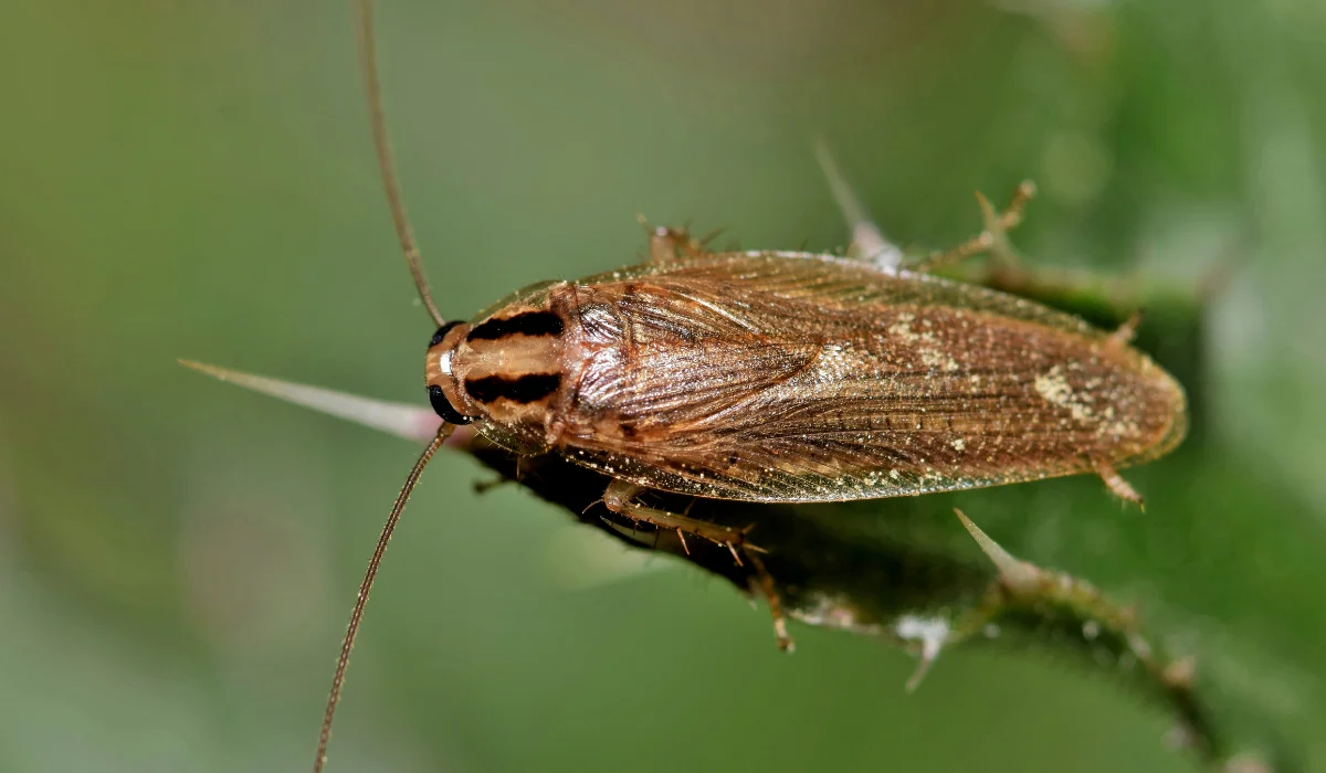 Is Your Allergy Due to German Cockroaches? Here’s What to Know