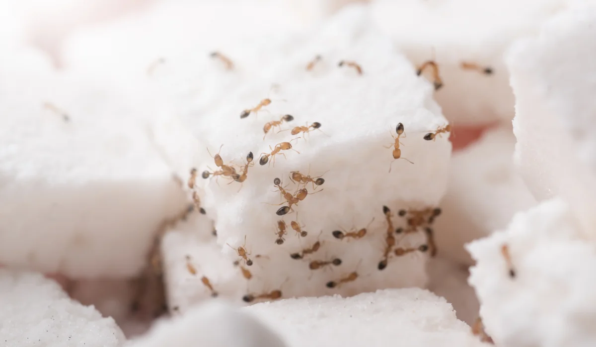 How to Get Rid of Sugar Ants in New Orleans