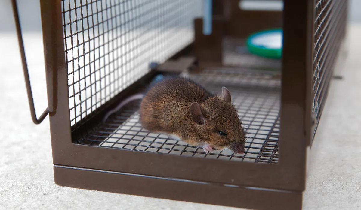 Have a Hard-to-Catch Rat in the House? Here Are Our 7 Tips