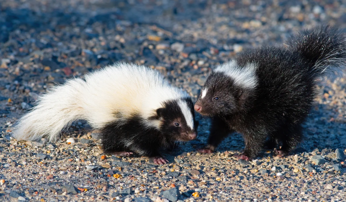 Skunks in Northshore, LA: Comprehensive Homeowner Guide