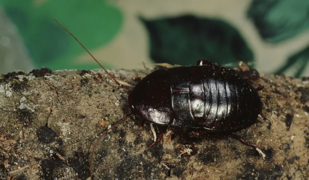 What Types of Cockroaches Are in Marrero, LA?