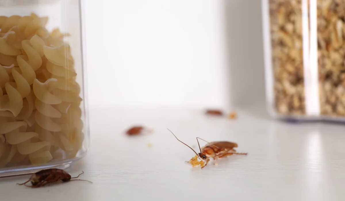 Cockroaches in Baton Rouge, LA: Homeowner Guide