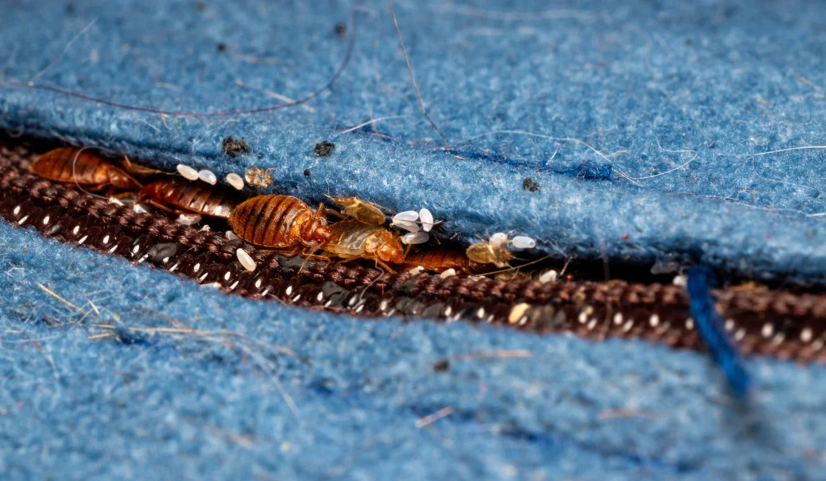 DIY Bed Bug Control: What Works, What Fails, & What to Avoid